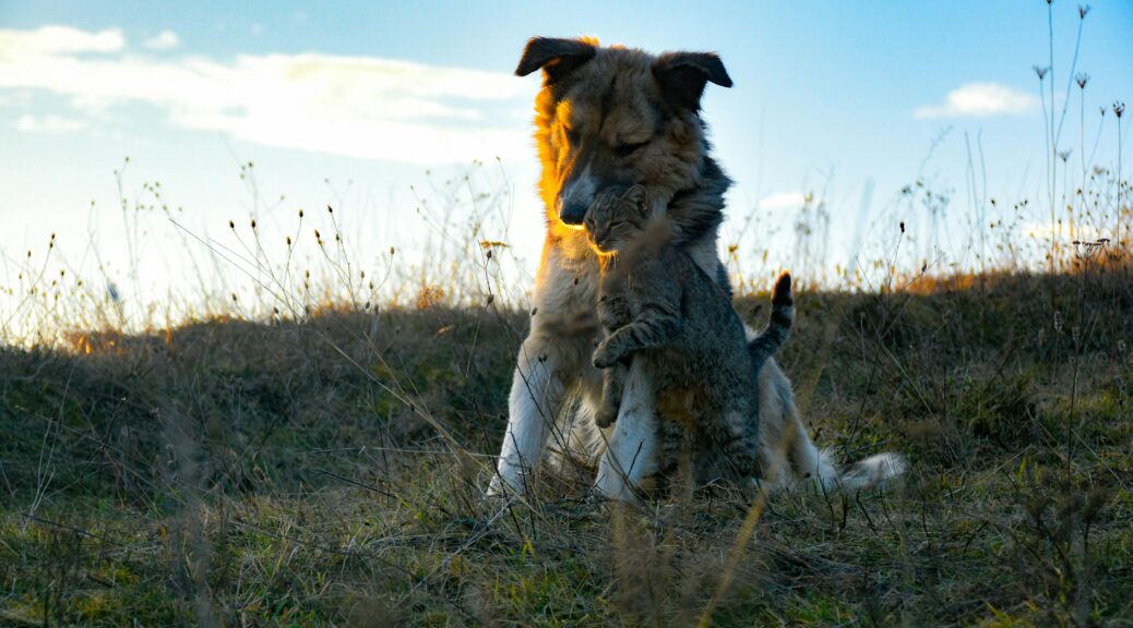 Tips for Moving with Your Furry Friends to Coconut Grove - Hola Miami Blog